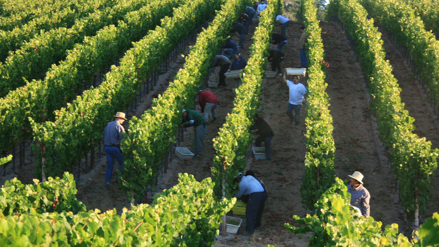 Winegrowing - Benovia Winery